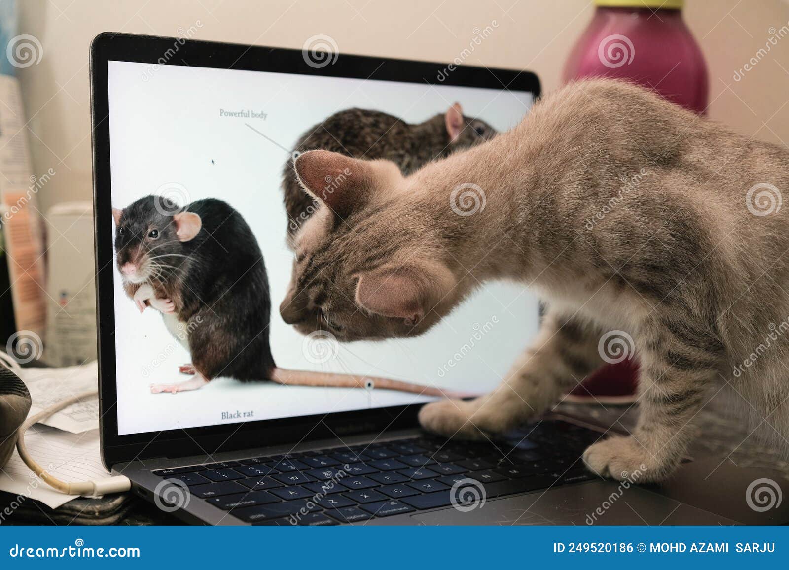 Cat Playing with Mouse in the Laptop Screen Stock Photo - Image of ...