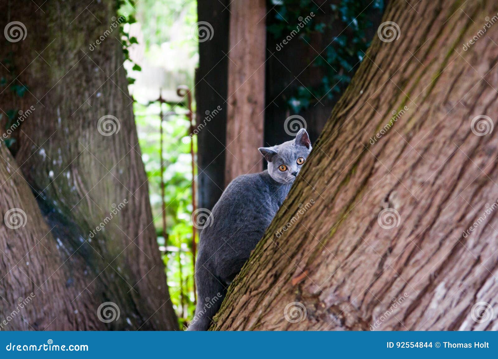 Cat Playing Outside in the Garden Stock Photo - Image of play, kitten ...
