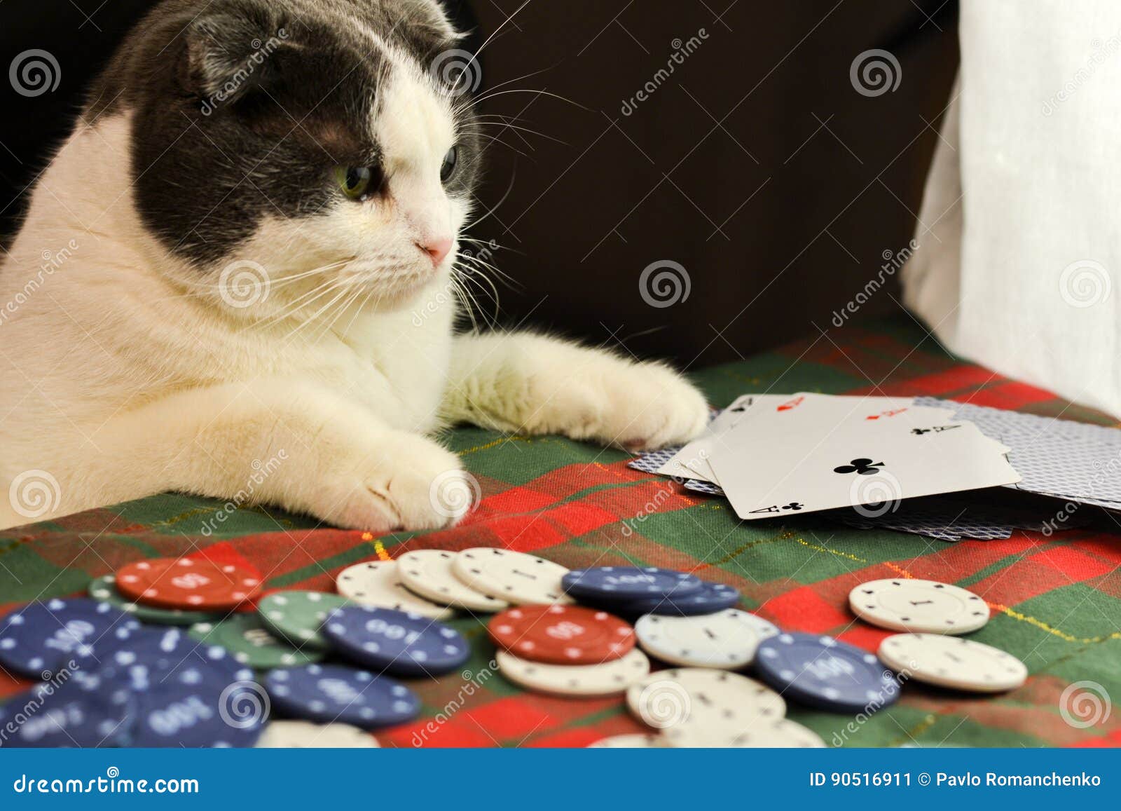 Cat playing poker stock image. Image of chip, card, fluffy - 90516911