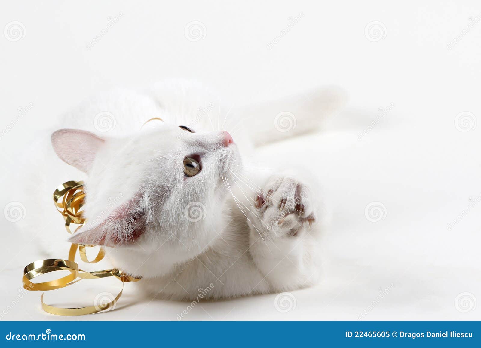 Cat playing with ribbon stock image. Image of animals - 22465605