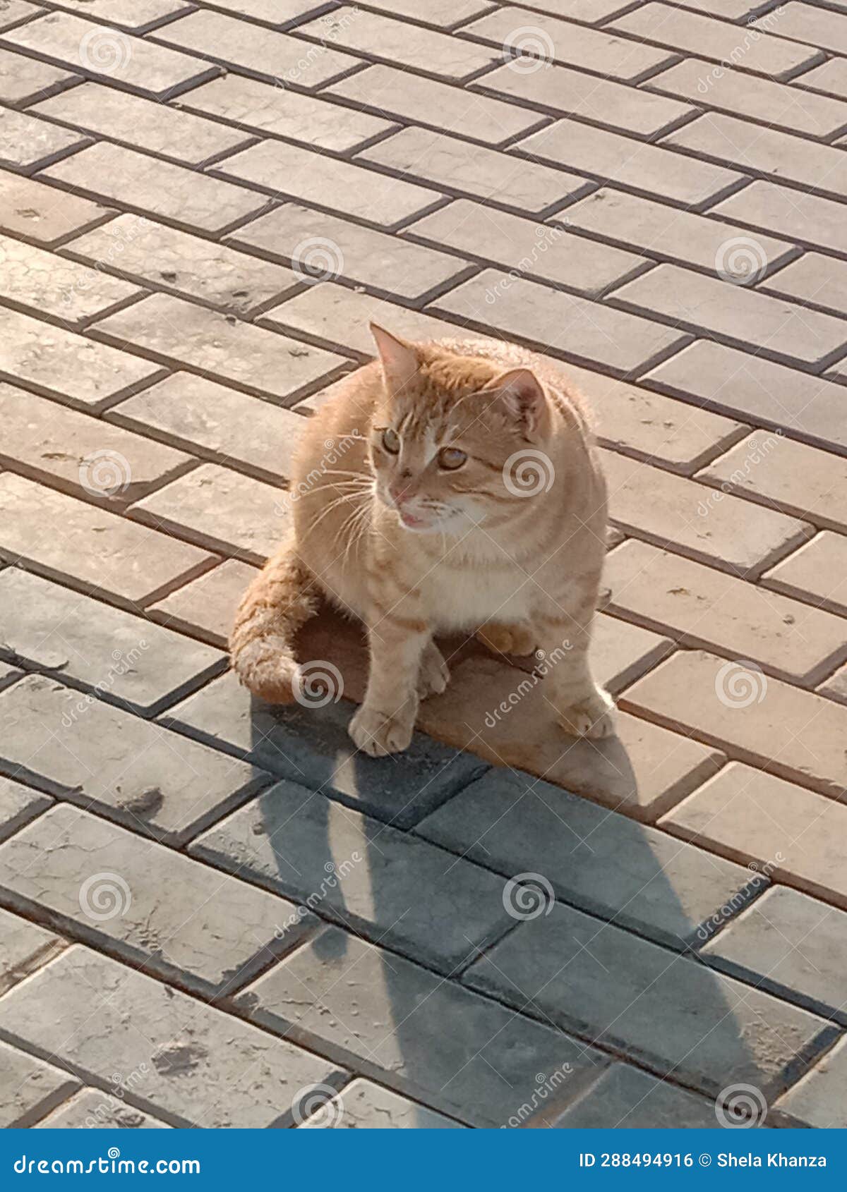 Cat playing on the road stock photo. Image of pavement - 288494916