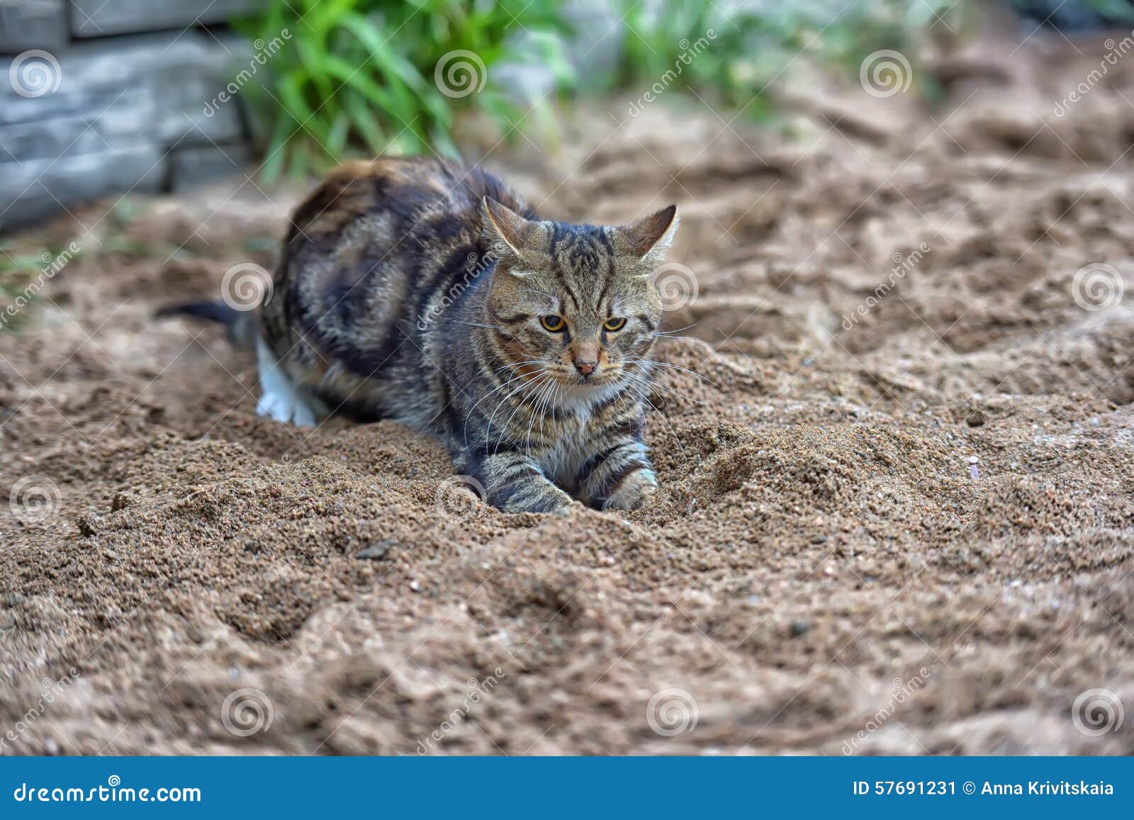 Cat playing in the sand stock image. Image of look, harlequin - 57691231