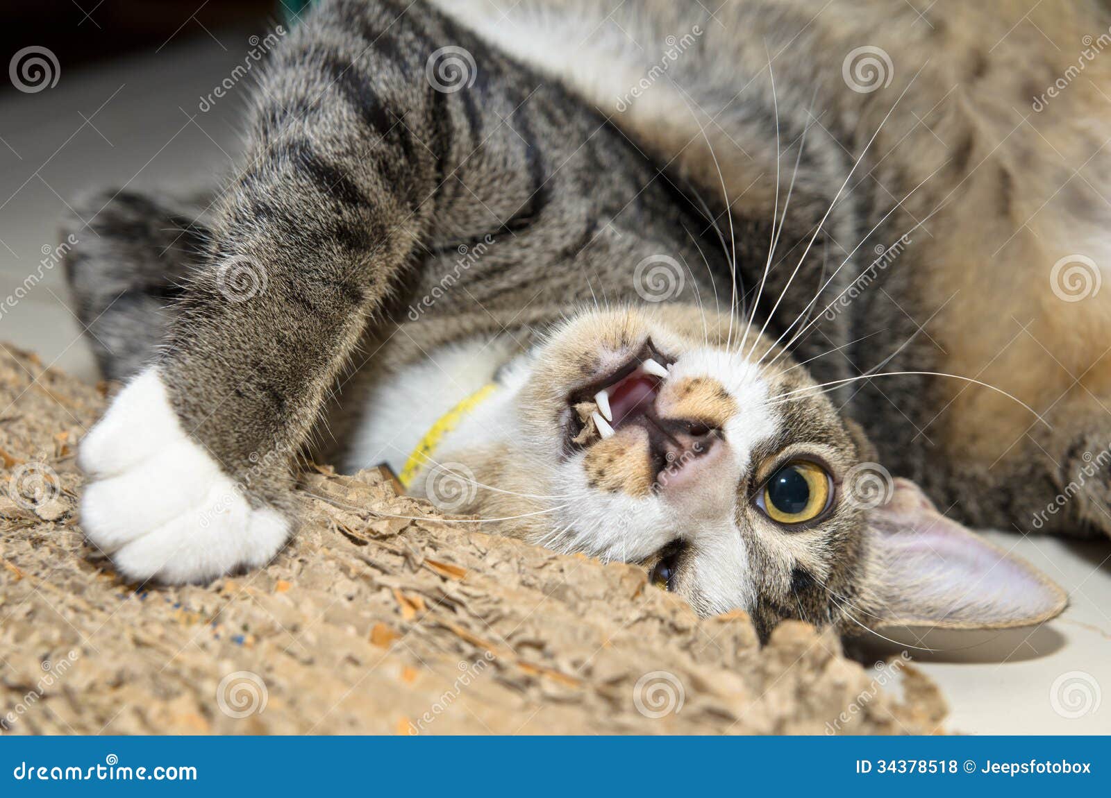 Cat Playing with Scratcher stock photo. Image of pussycat - 34378518