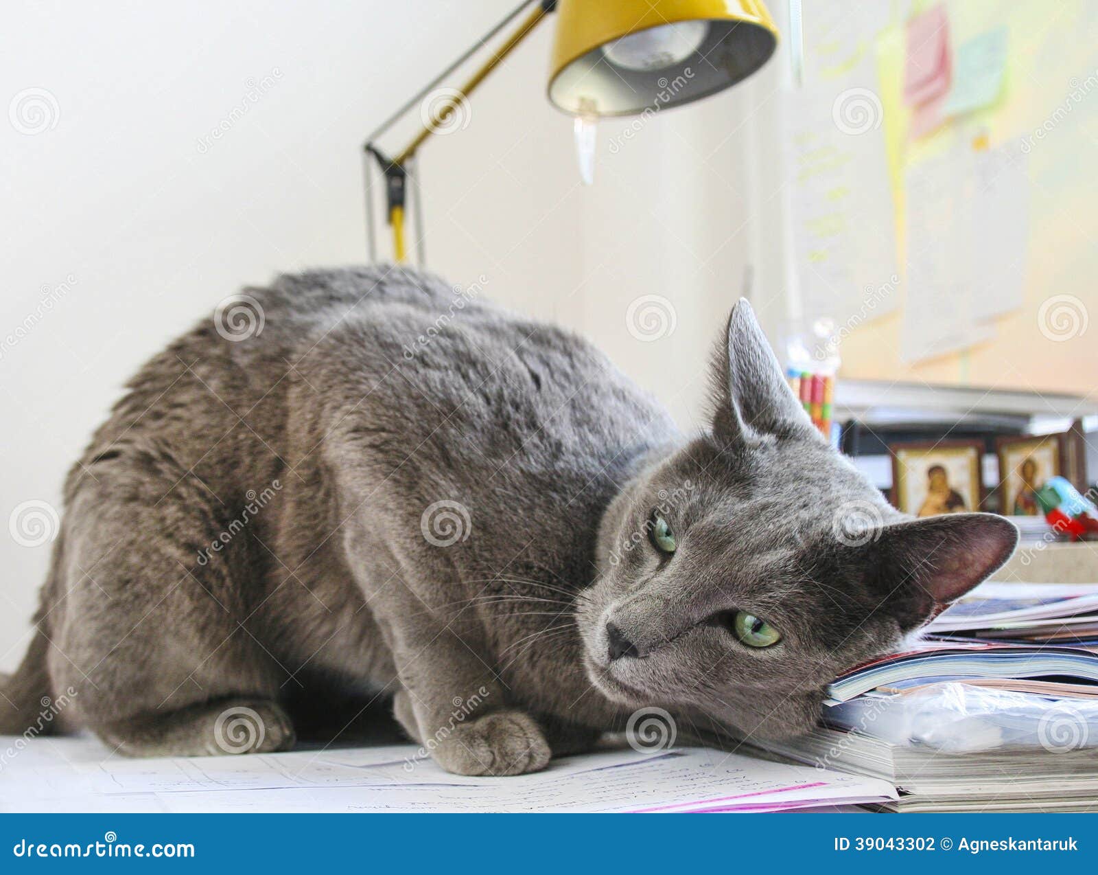 Cat Playing with Sheet of Paper Stock Photo - Image of kitten ...