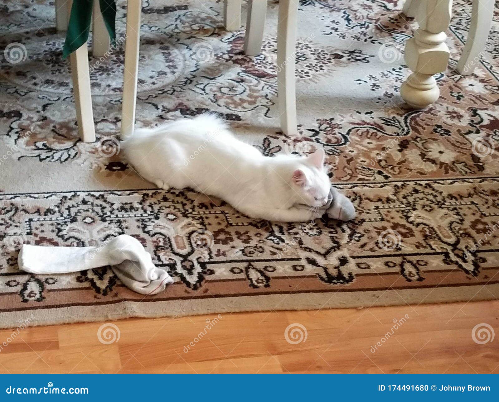 Cat playing with sock stock photo. Image of playing - 174491680