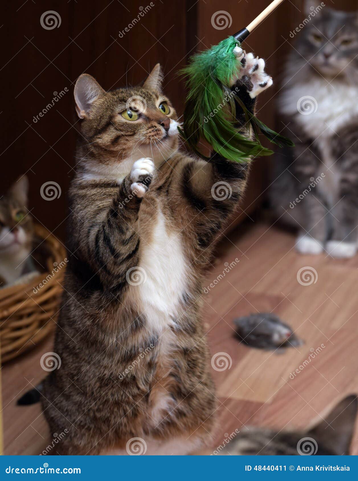 Cat playing stock image. Image of play, gesture, leaning - 48440411