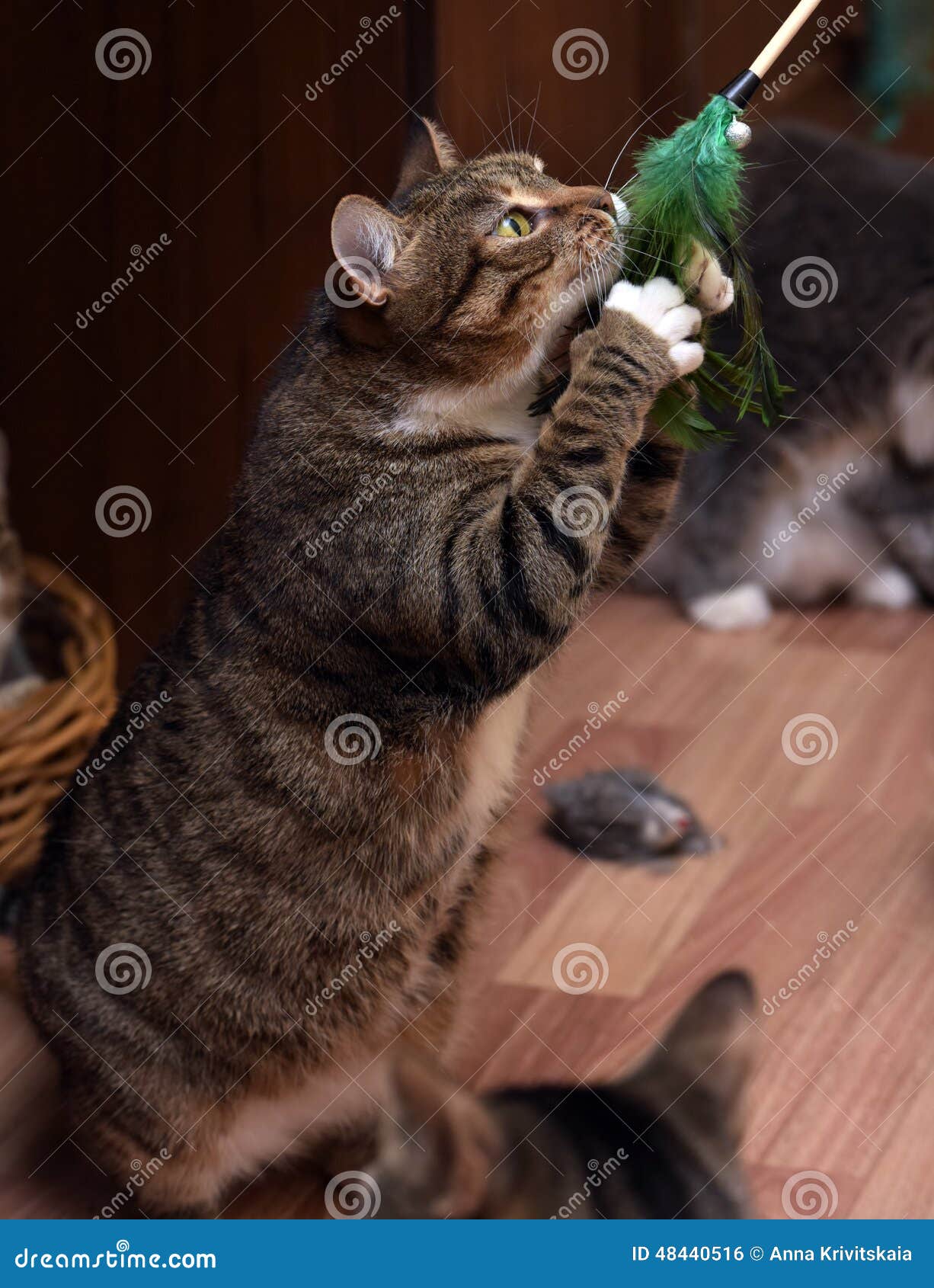Cat playing stock photo. Image of pouncing, sitting, play - 48440516
