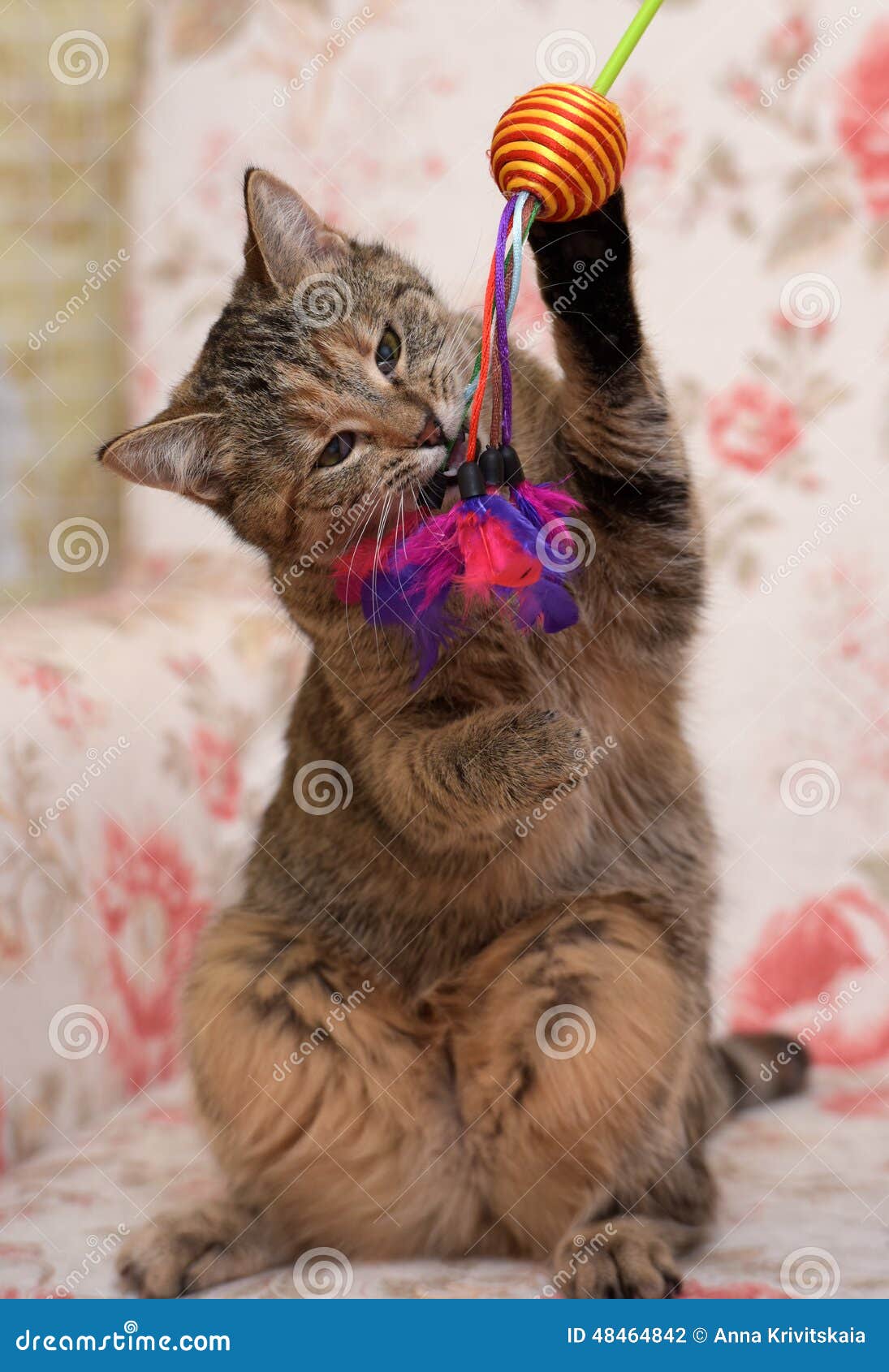Cat playing stock photo. Image of pouncing, stretching - 48464842
