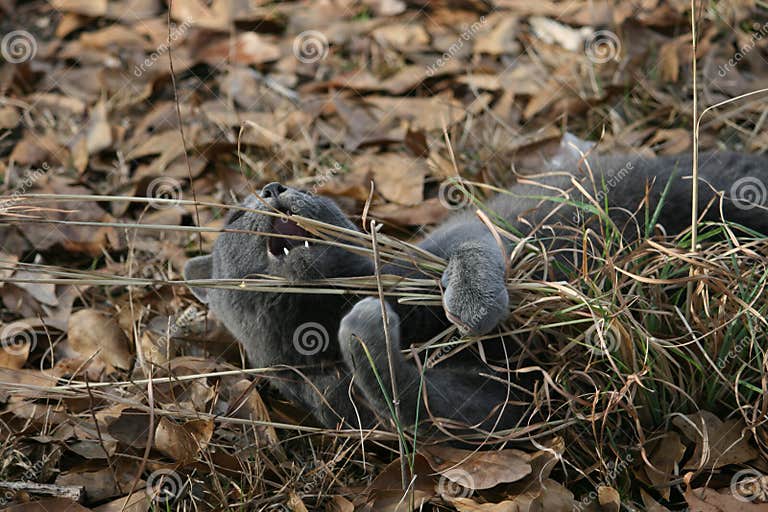 Cat playing with straw stock image. Image of happy, blue - 56494899
