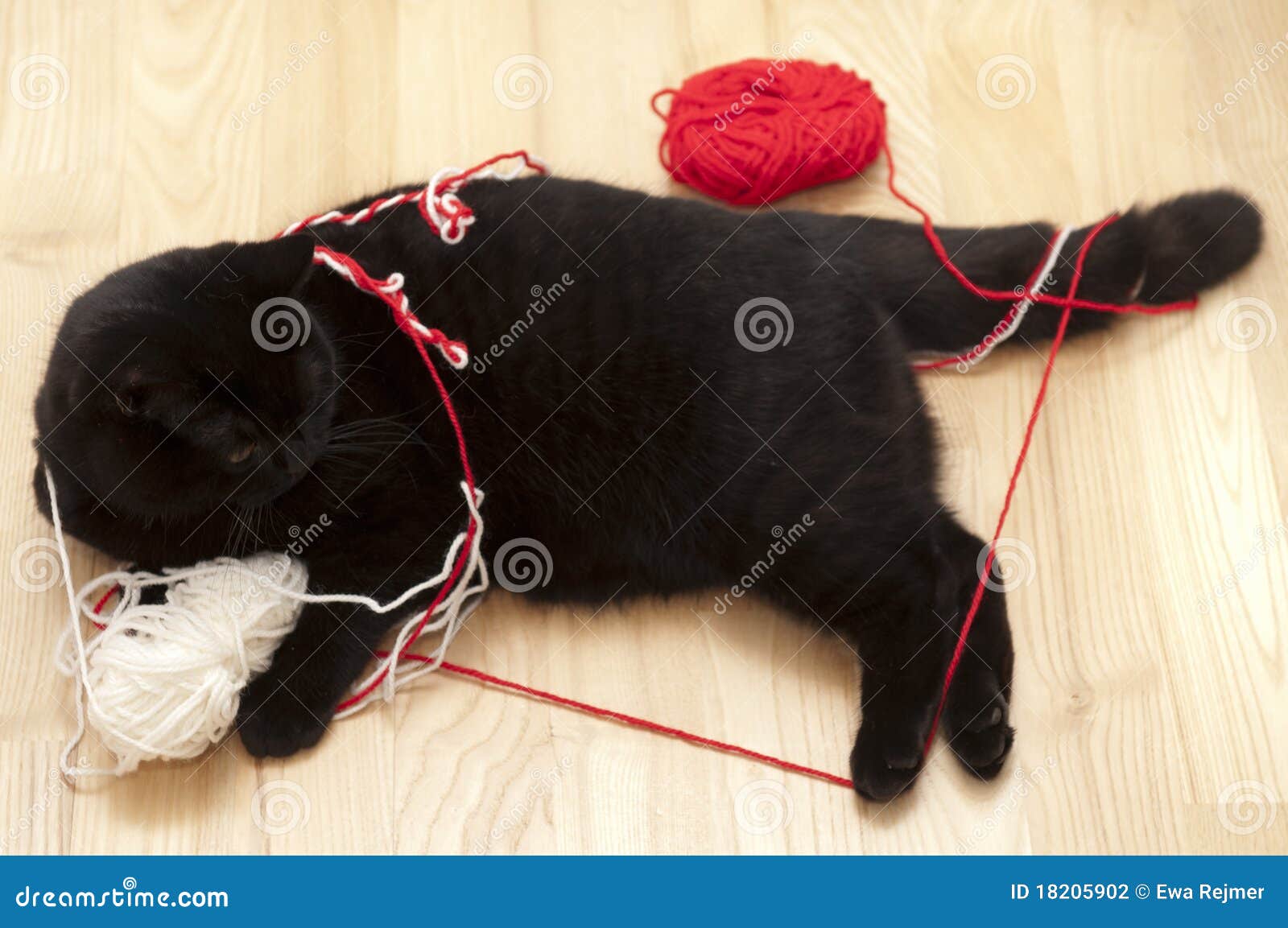 Cat Playing with Threads stock photo. Image of wool, kitten - 18205902