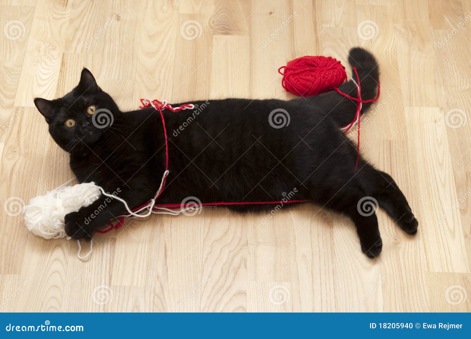 Cat Playing with Threads stock photo. Image of ball, white - 18205940