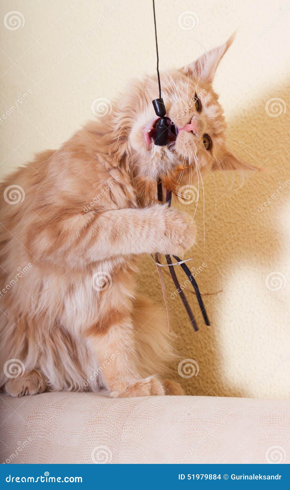 Cat playing toy stock photo. Image of playful, lovable - 51979884