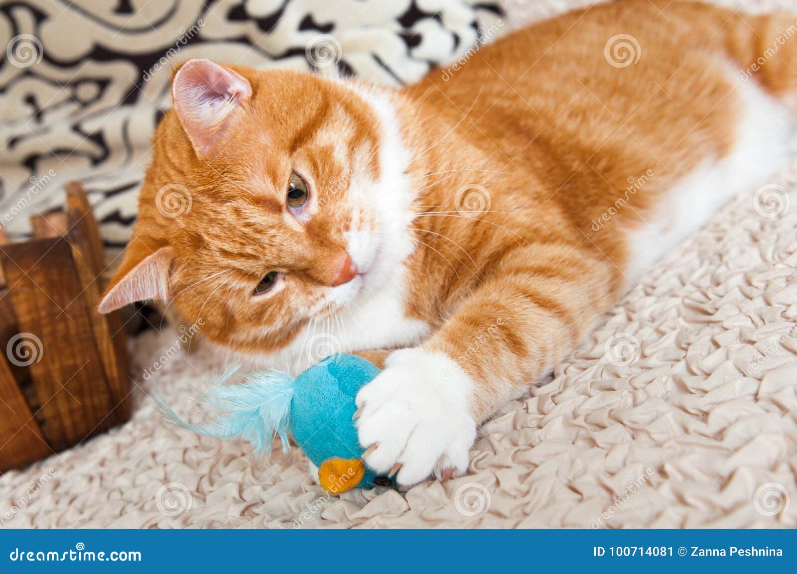 Cat playing with toy mouse stock image. Image of closeup - 100714081