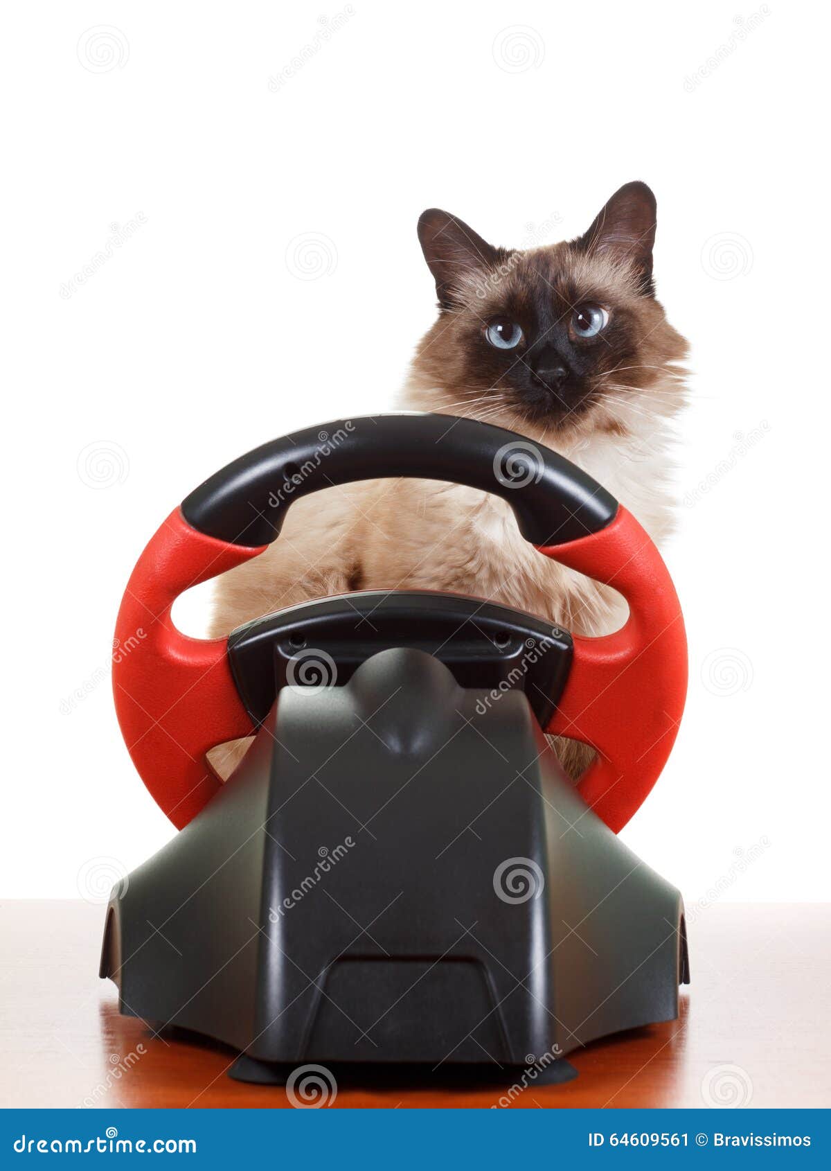 Cat Playing a Video Game Console, Isolated on Stock Image - Image of ...