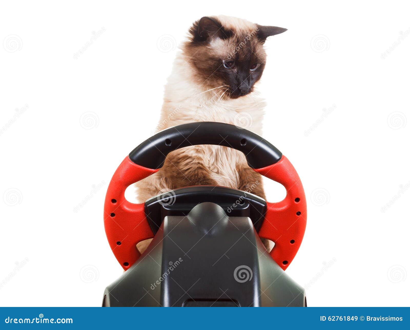 Cat Playing a Video Game Console, Isolated on White Stock Image - Image ...