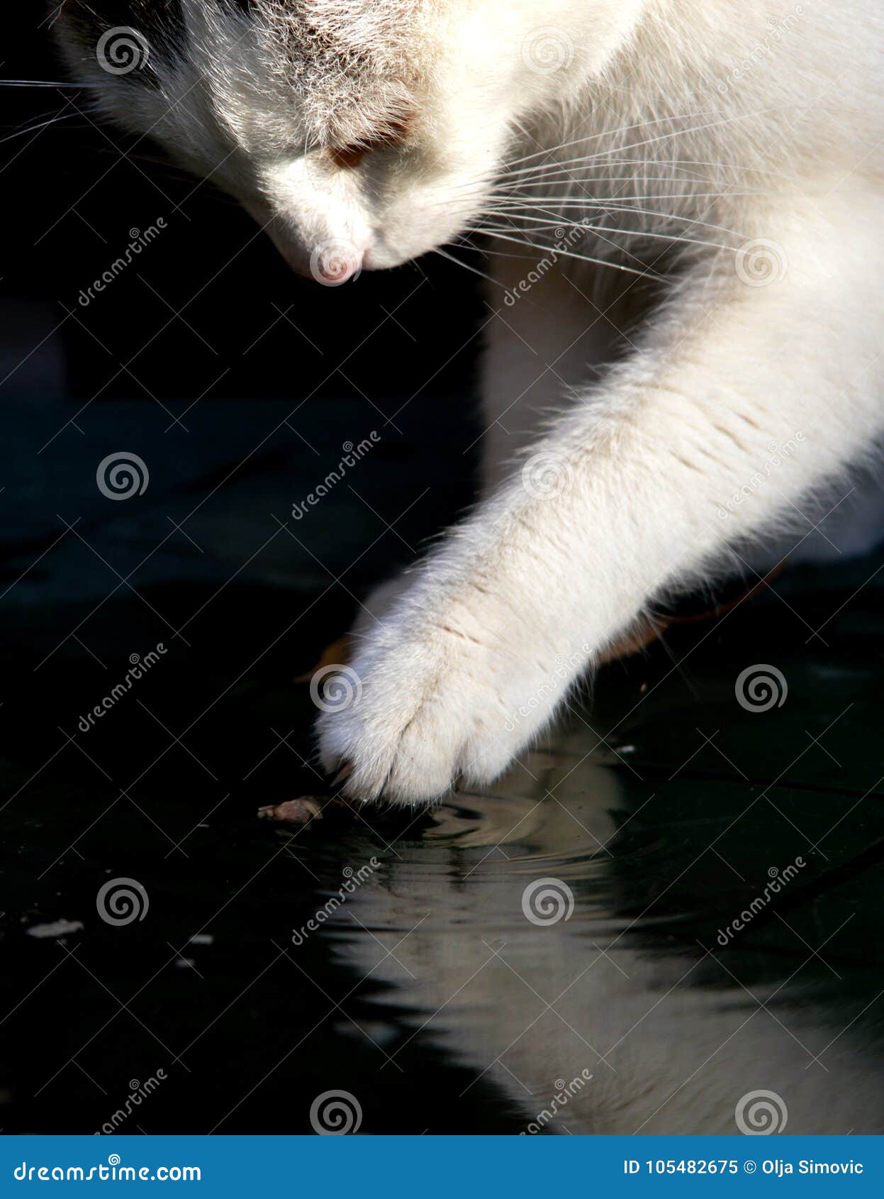 Cat is Playing in the Water Stock Image - Image of color, muzzle: 105482675