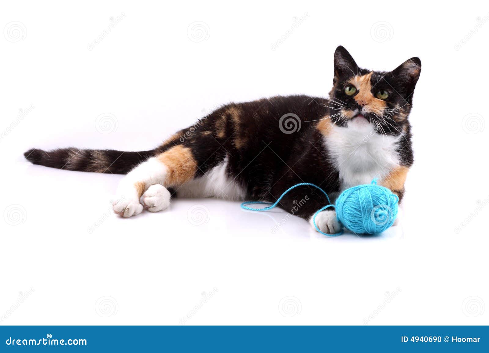Cat playing with a wool stock photo. Image of colored - 4940690