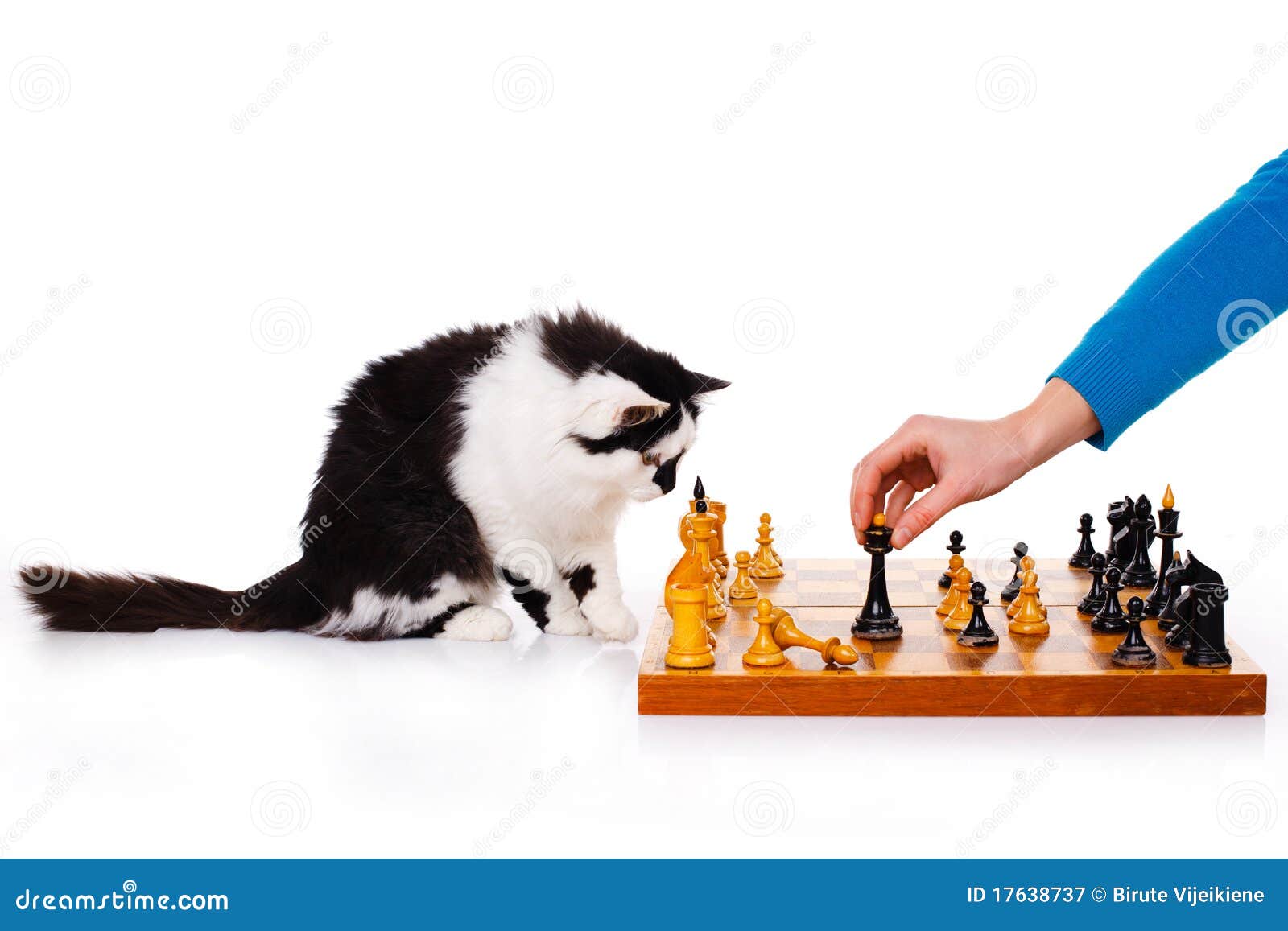 Cat plays chess stock image. Image of chess, housecat - 17638737
