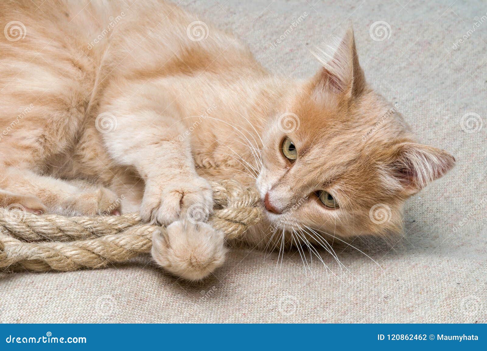 The cat plays with a rope stock photo. Image of oneanimal - 120862462