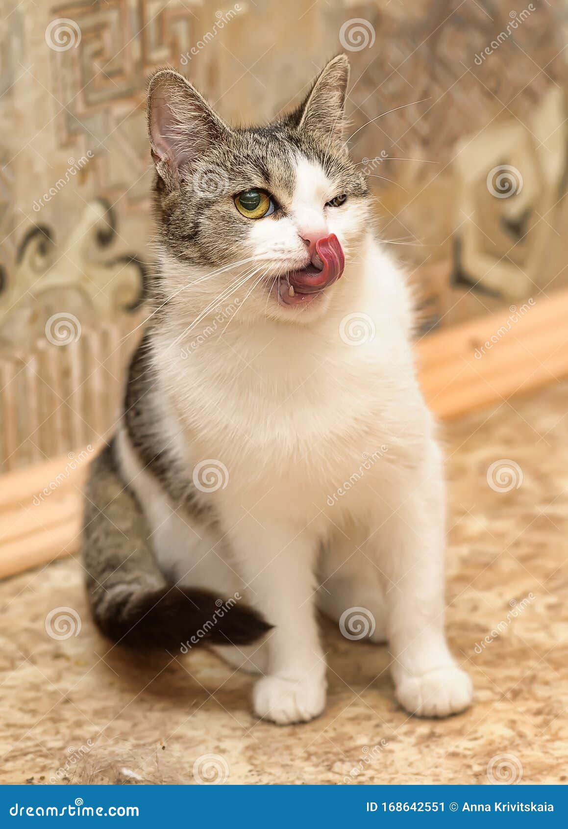 The cat is pleased , lick stock image. Image of pleasure - 168642551