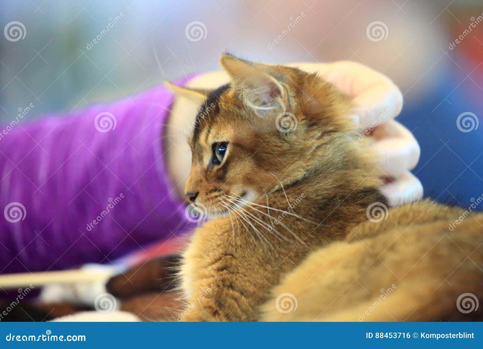 Cat. Pleasure stock photo. Image of cats, breed, pleasure - 88453716