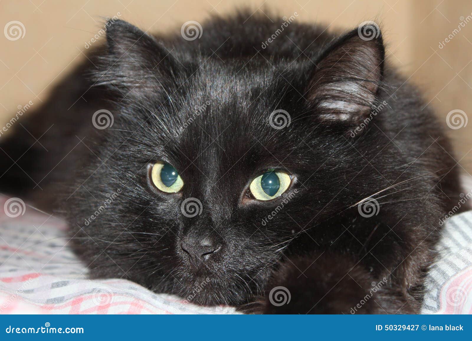 Groundhog Foot Stock Photos - Free & Royalty-Free Stock Photos from ...