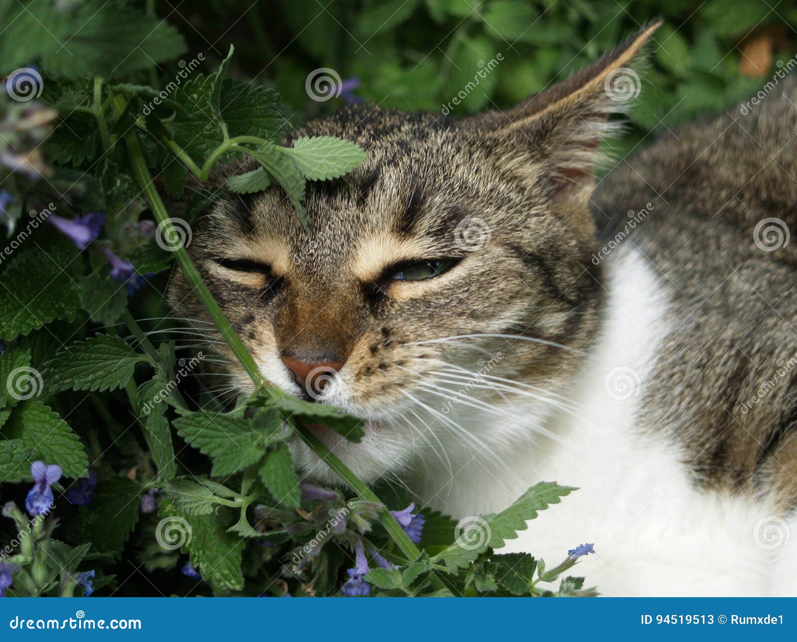 Cat pointing to Catnip stock image. Image of smelling - 94519513