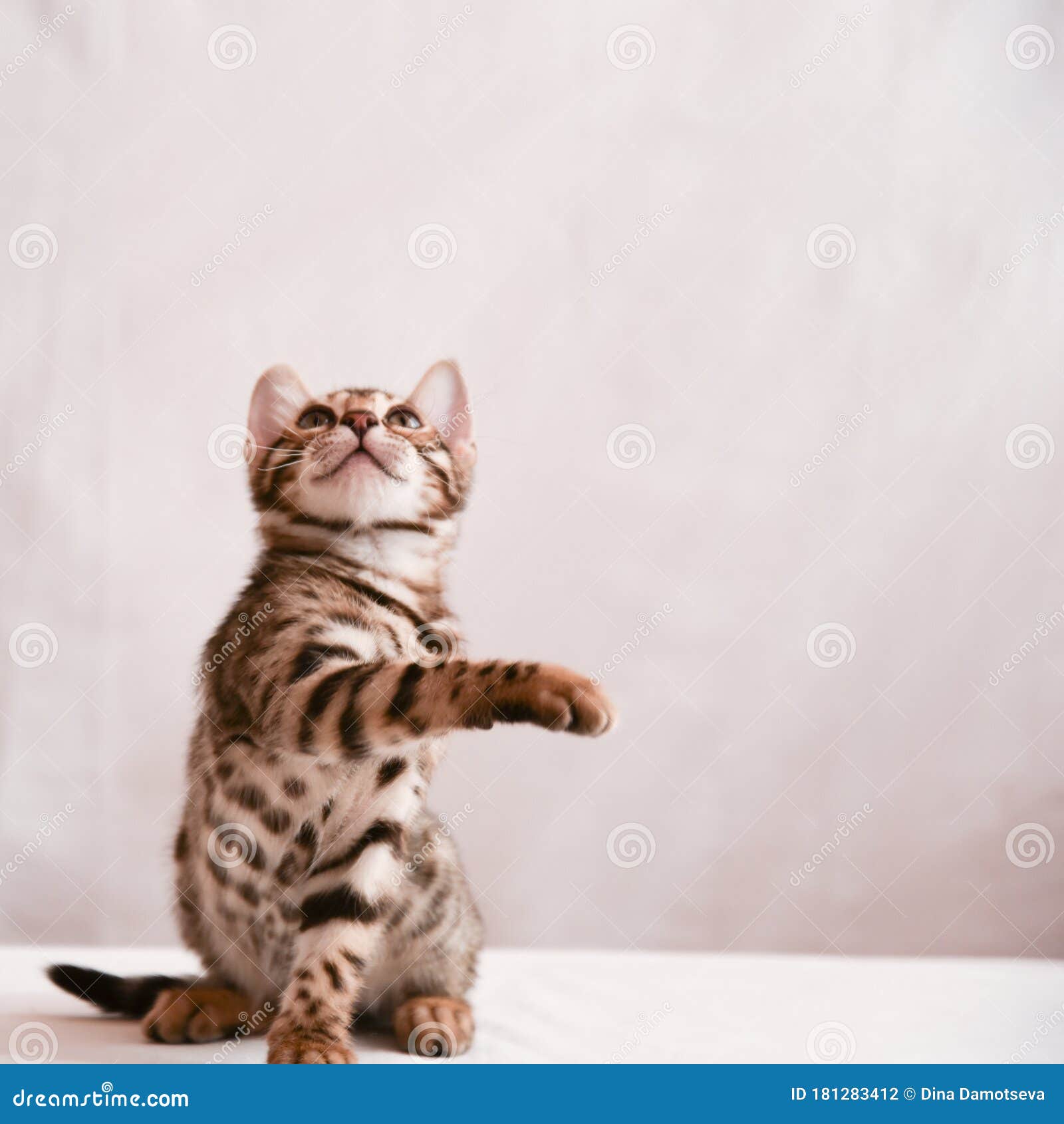 The Cat Points the Direction with Its Paw. There is Space for Text ...