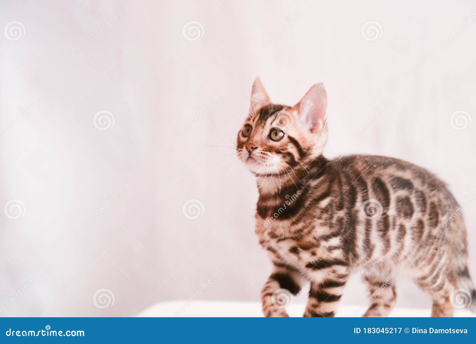 The Cat Points the Direction with Its Paw. There is Space for Text ...