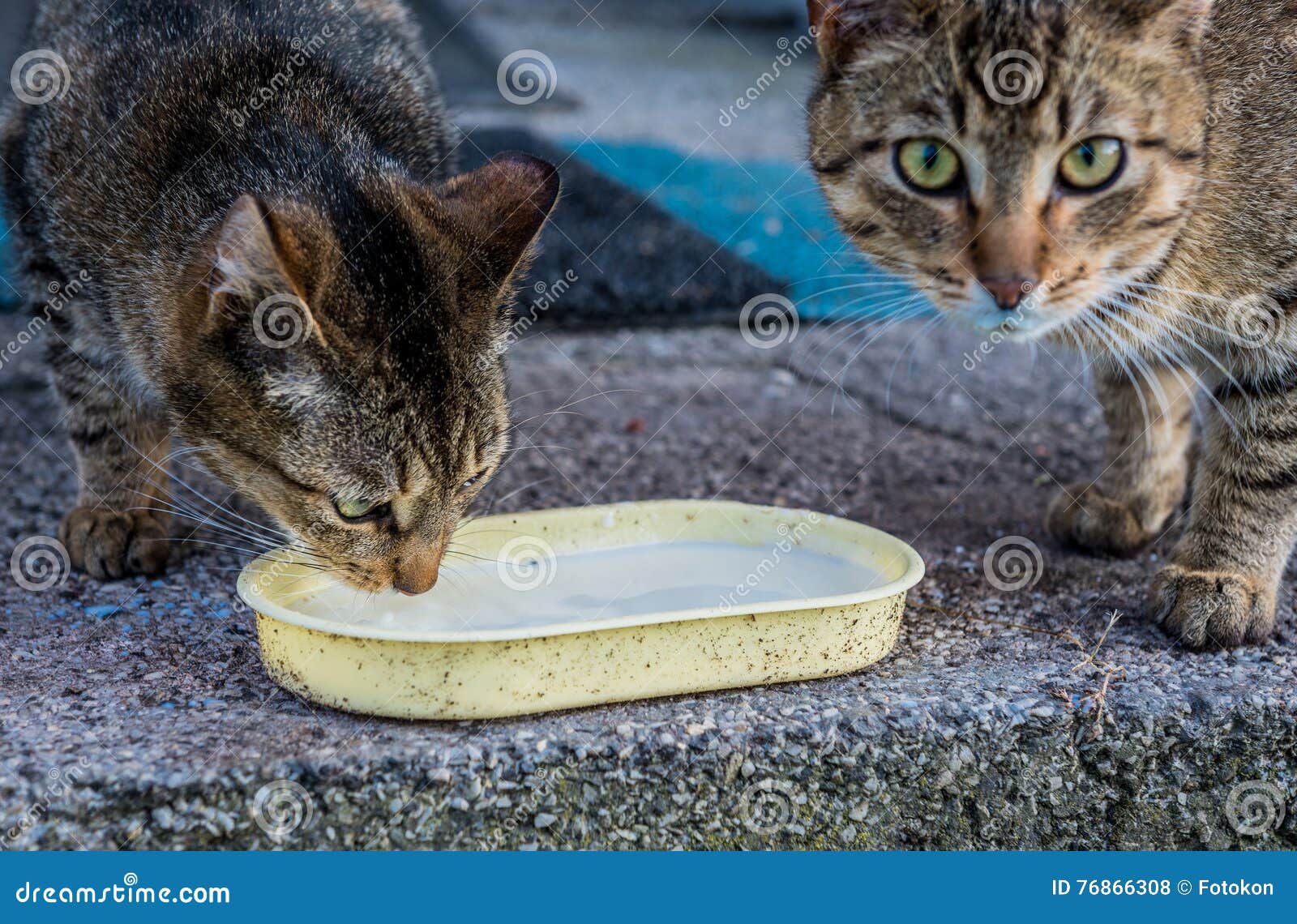 Cat in Poland stock photo. Image of polish, mazovia, drinks - 76866308