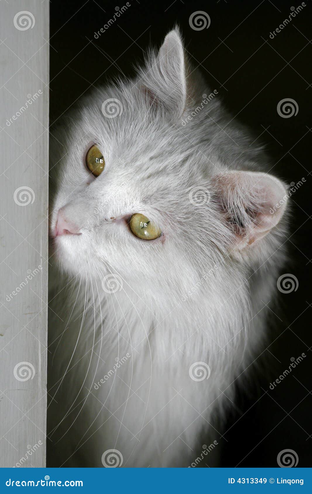 Cat while pondering. stock image. Image of whiskers, feline - 4313349