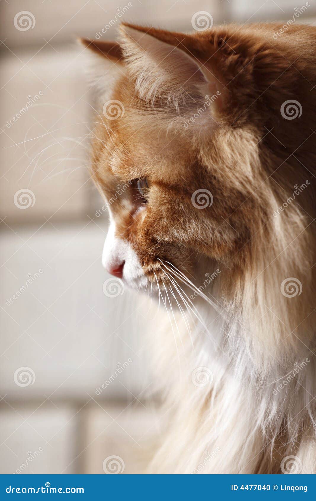 Cat while pondering. stock photo. Image of white, wall - 4477040