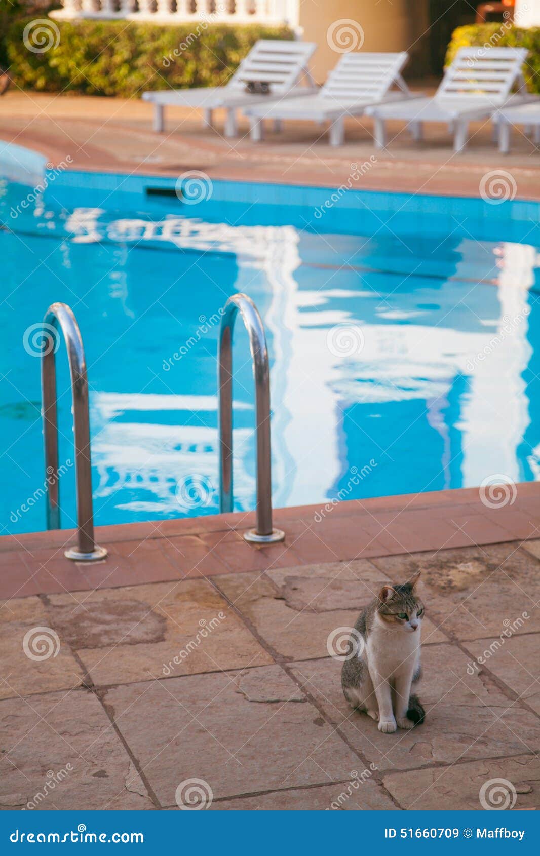 Cat at pool stock image. Image of looking, animals, purr - 51660709