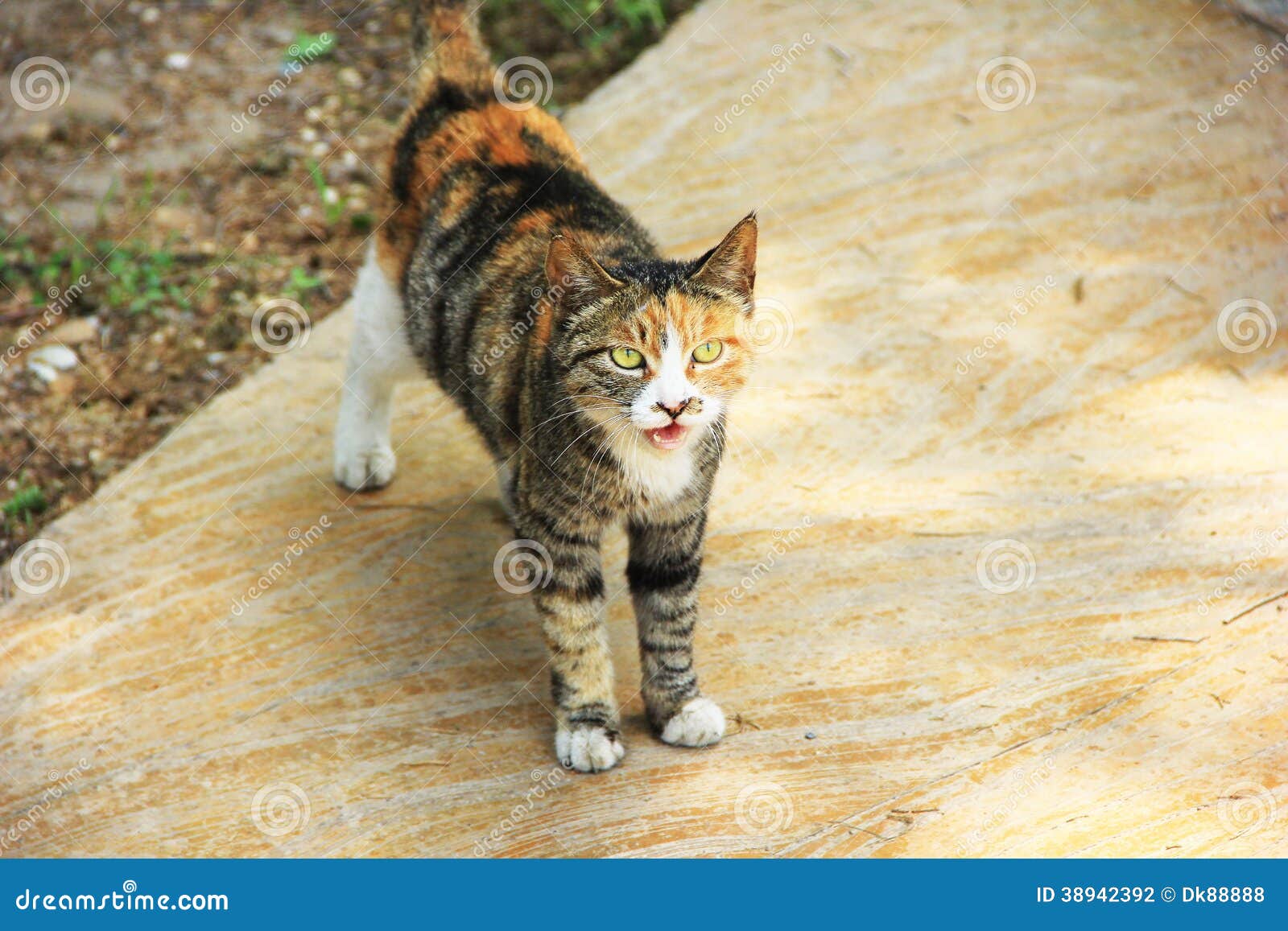 Cat stock photo. Image of cute, indignation, fluffy, feline - 38942392