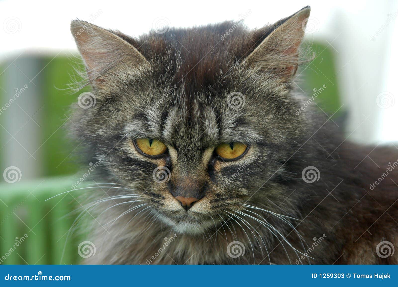 Cat portrait stock image. Image of grey, head, portrait - 1259303