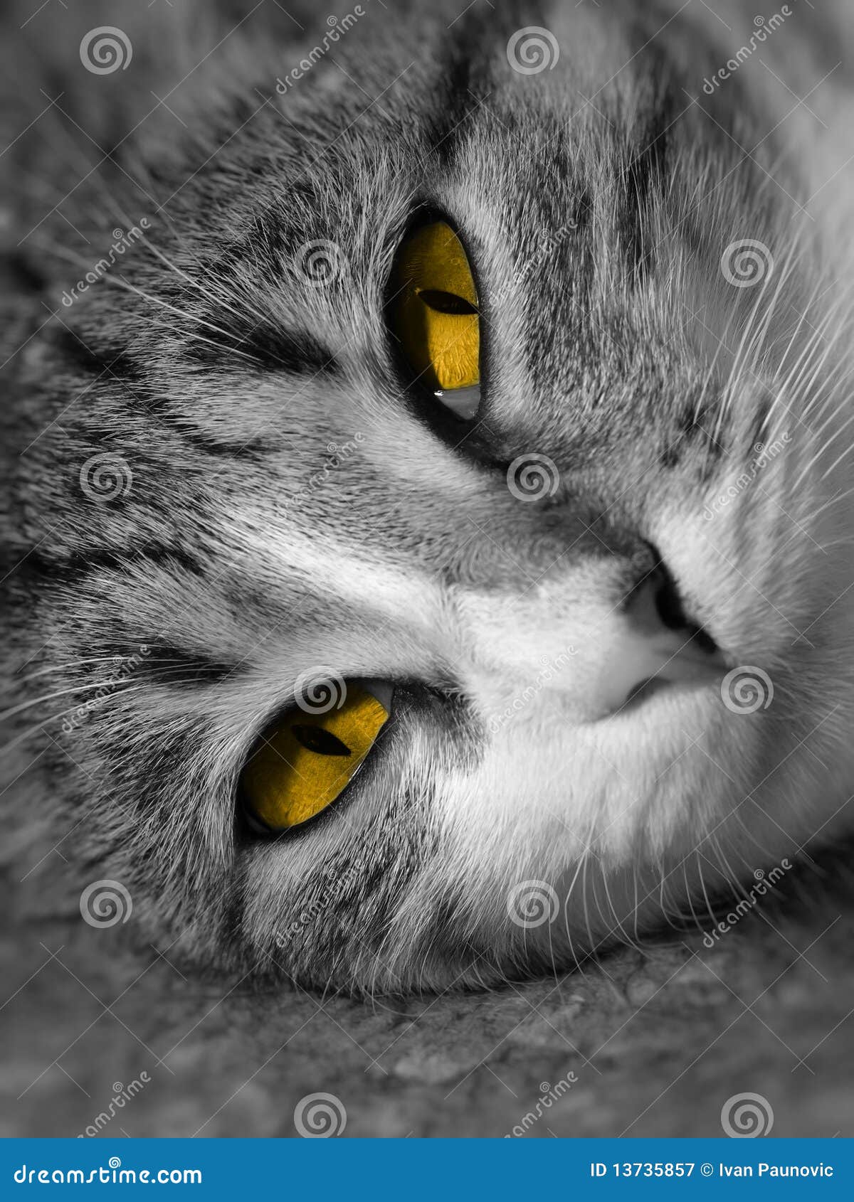 Cat portrait stock image. Image of animal, curiosity - 13735857