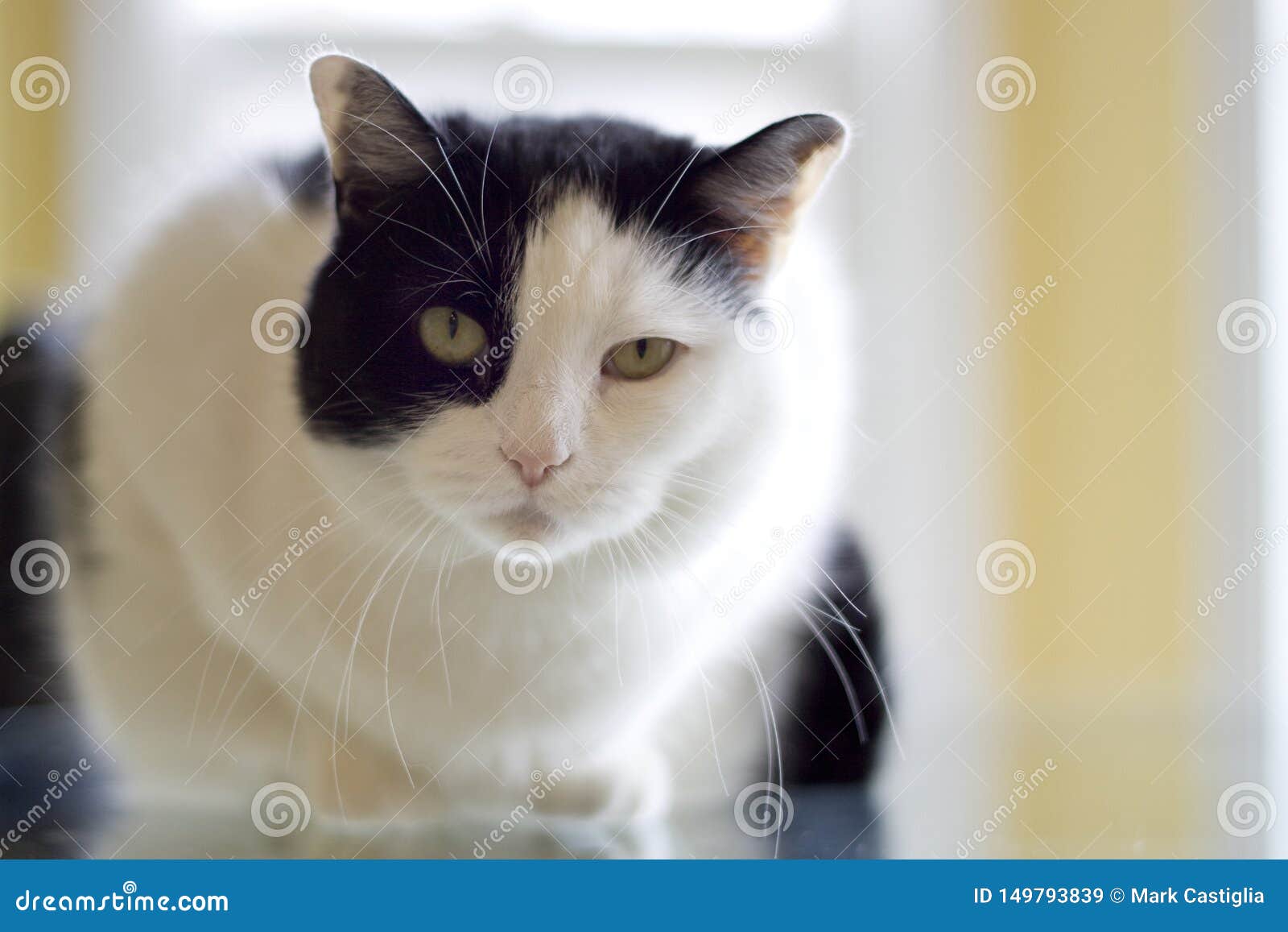 Portratit of a White and Black House Cat with Intense Stare. Stock ...