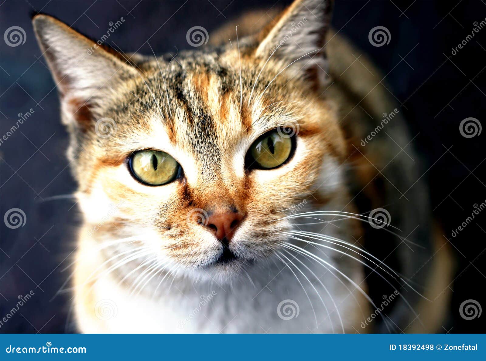 Cat Portrait stock photo. Image of hair, head, household - 18392498