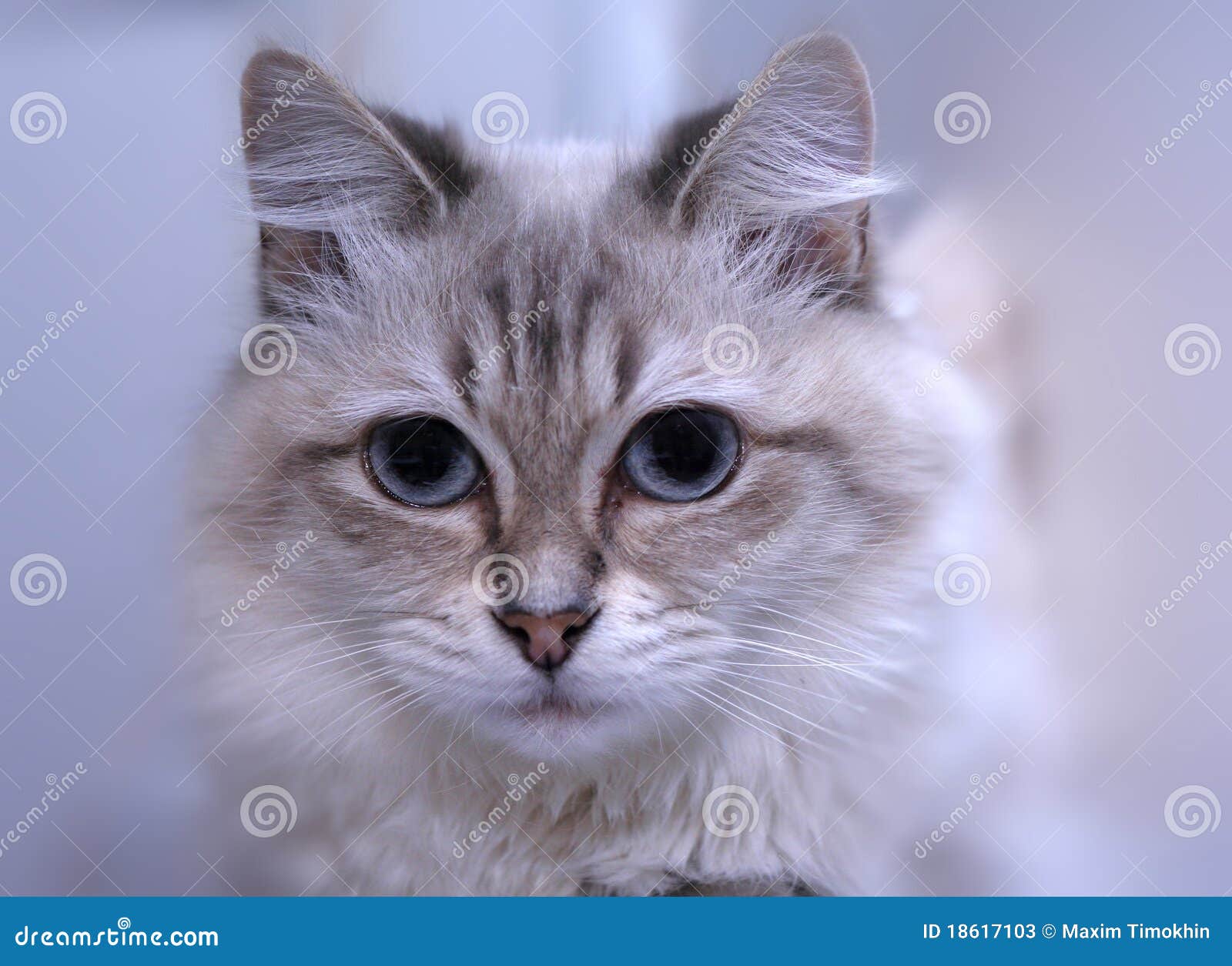 Cat portrait stock image. Image of field, sweet, healthy - 18617103