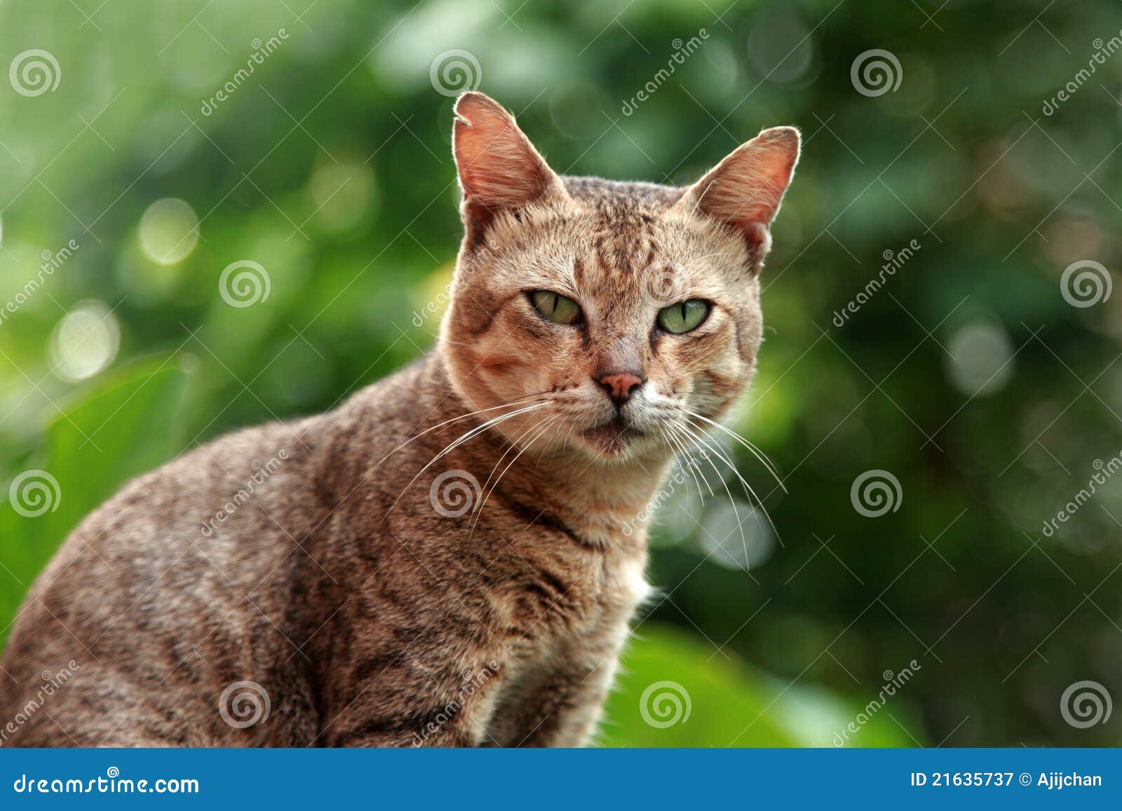 Cat portrait stock image. Image of asian, soft, outdoors - 21635737