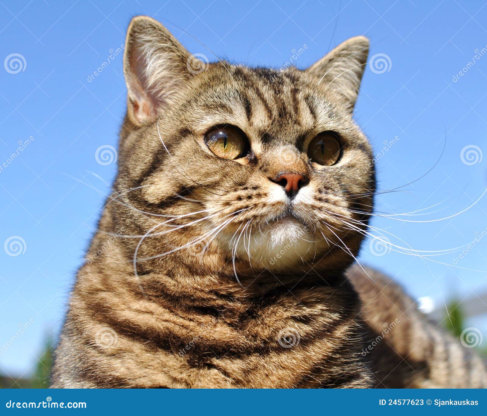 Cat portrait stock image. Image of animal, nice, eyes - 24577623