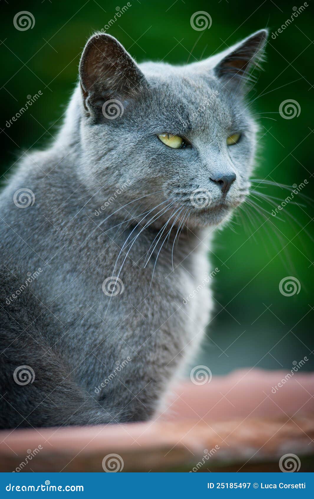 Cat portrait stock image. Image of kitten, close, head - 25185497