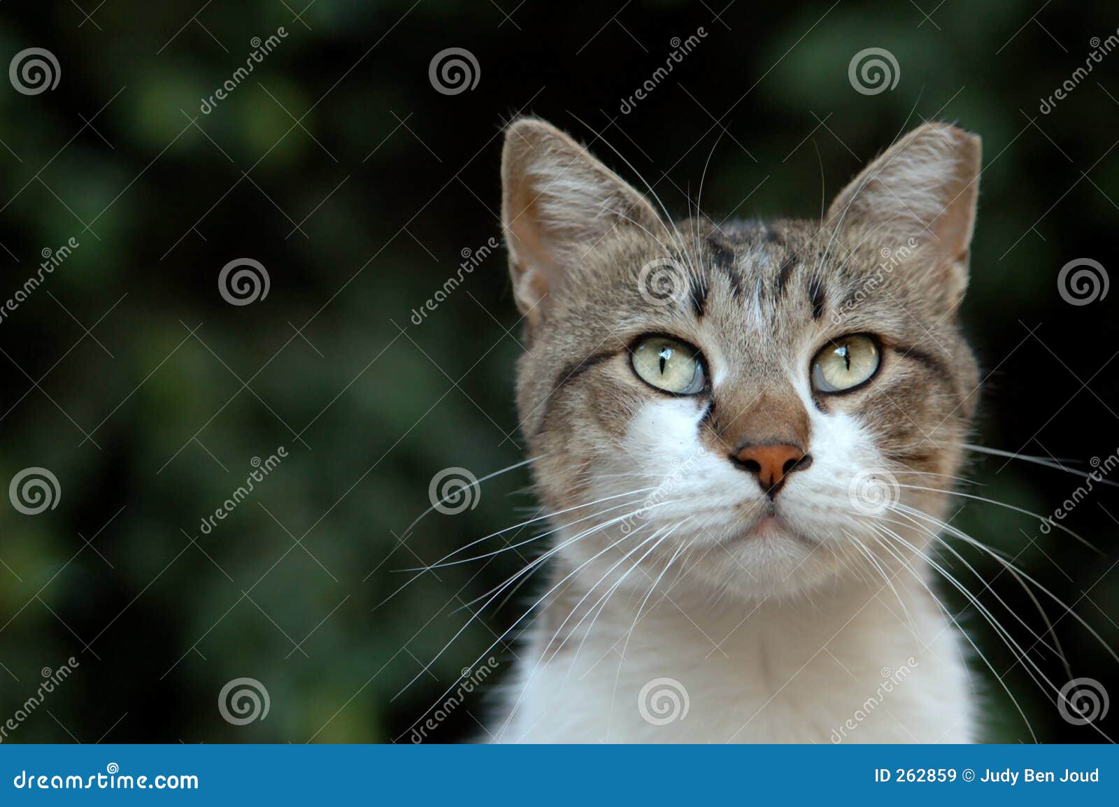 Cat portrait stock image. Image of frontal, center, taby - 262859