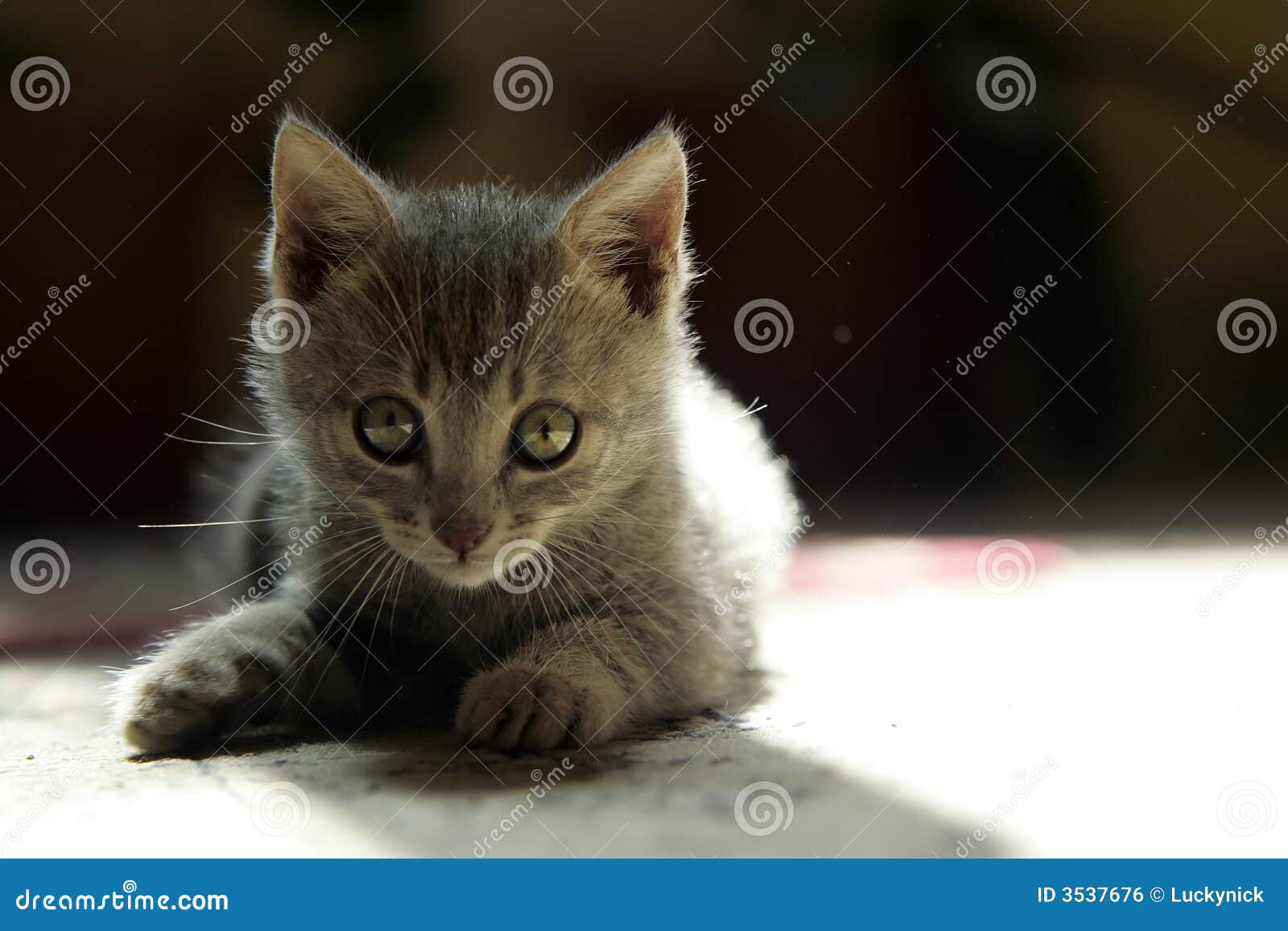 Cat portrait stock photo. Image of mild, park, kittens - 3537676