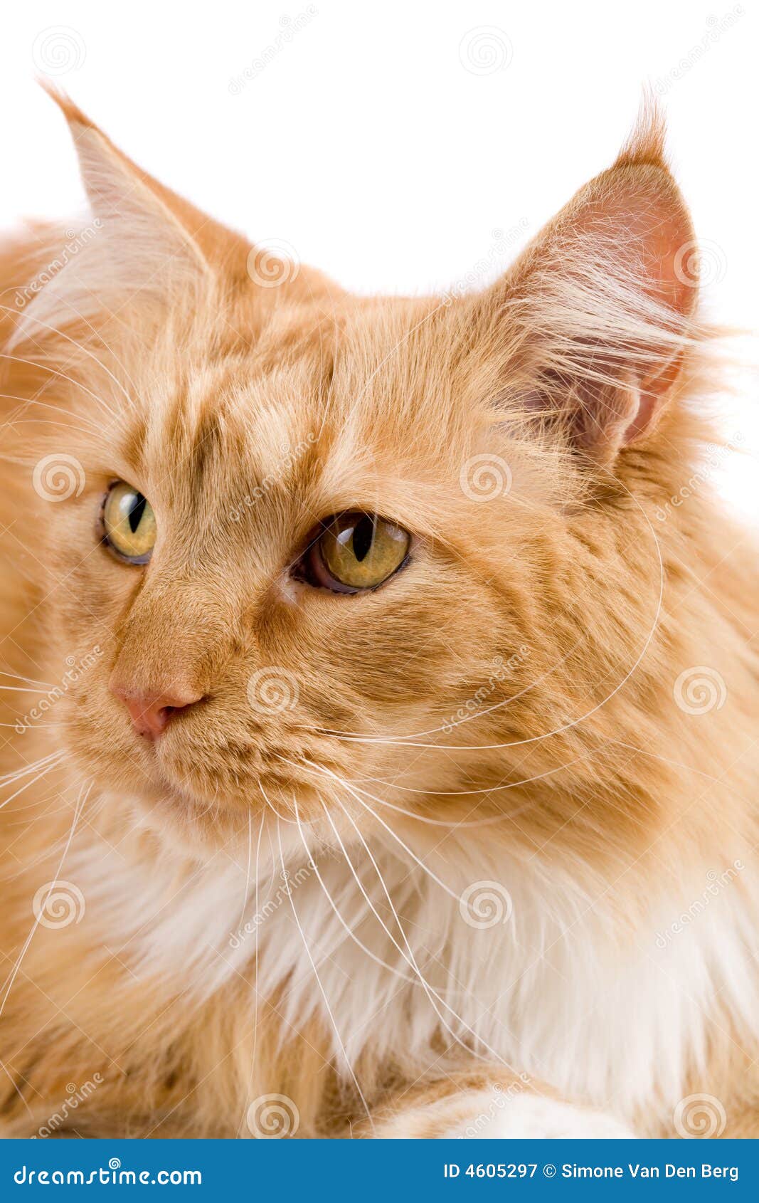 Red Main Coone Cat Stock Photos - Free & Royalty-Free Stock Photos from ...