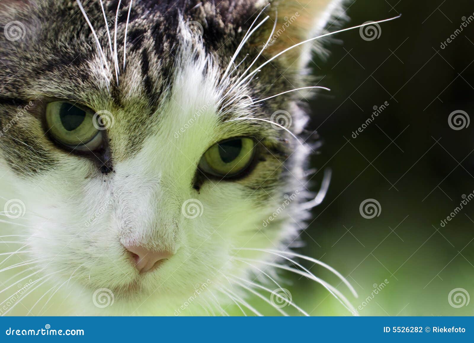 Cat portrait stock photo. Image of looking, posing, curiosity - 5526282