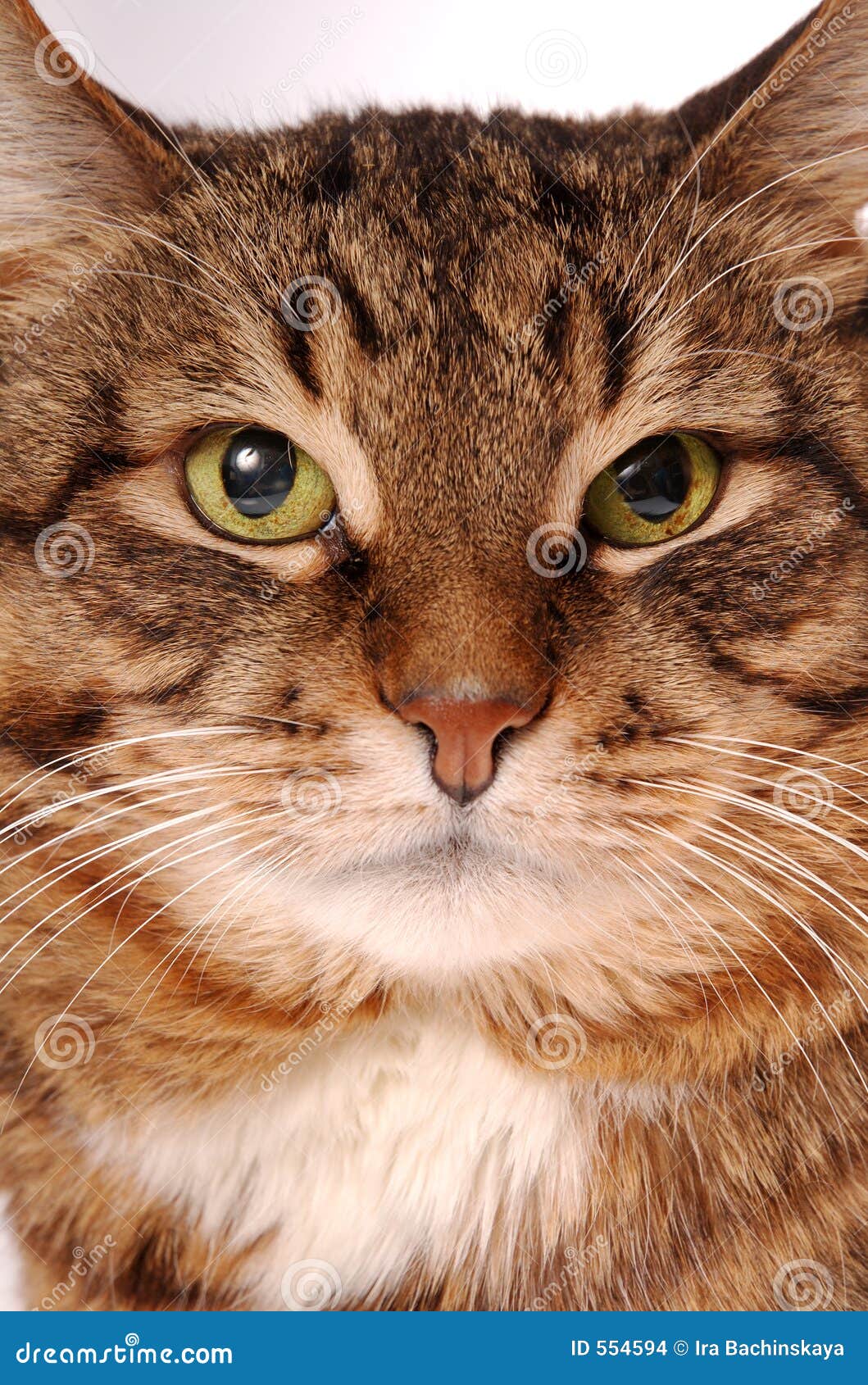 Cat portrait stock photo. Image of isolate, beret, nature - 554594