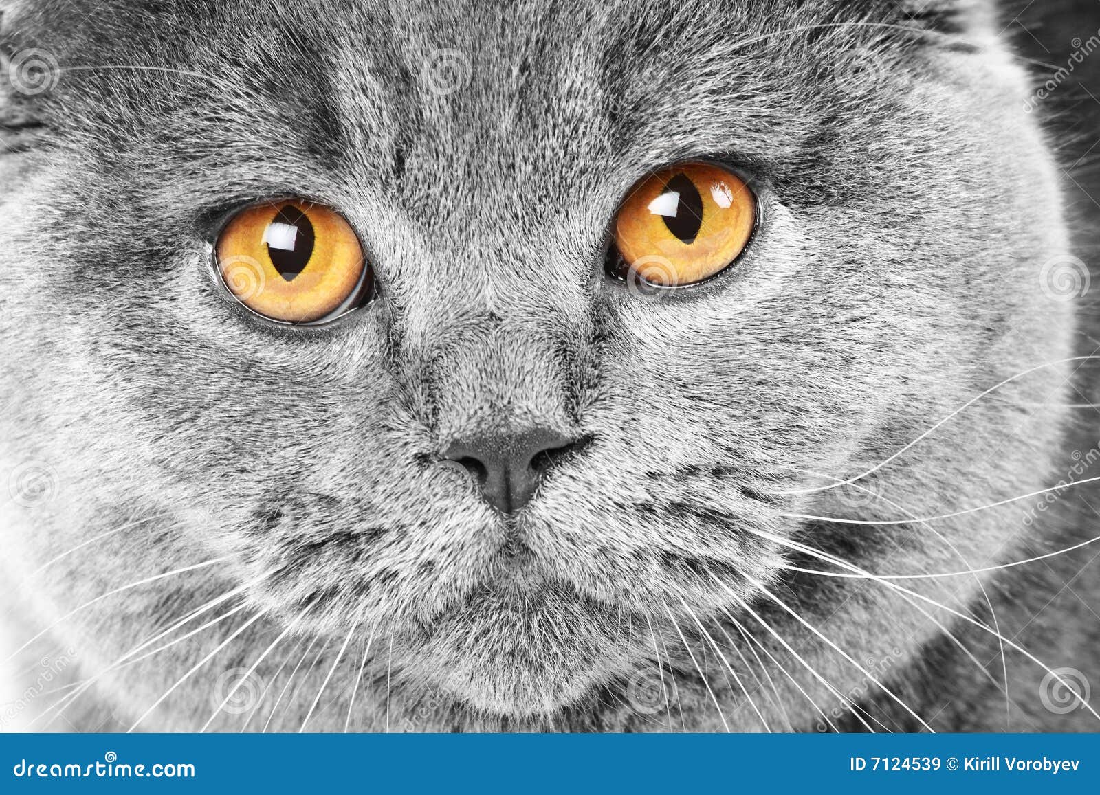 Cat portrait stock image. Image of household, purebred - 7124539