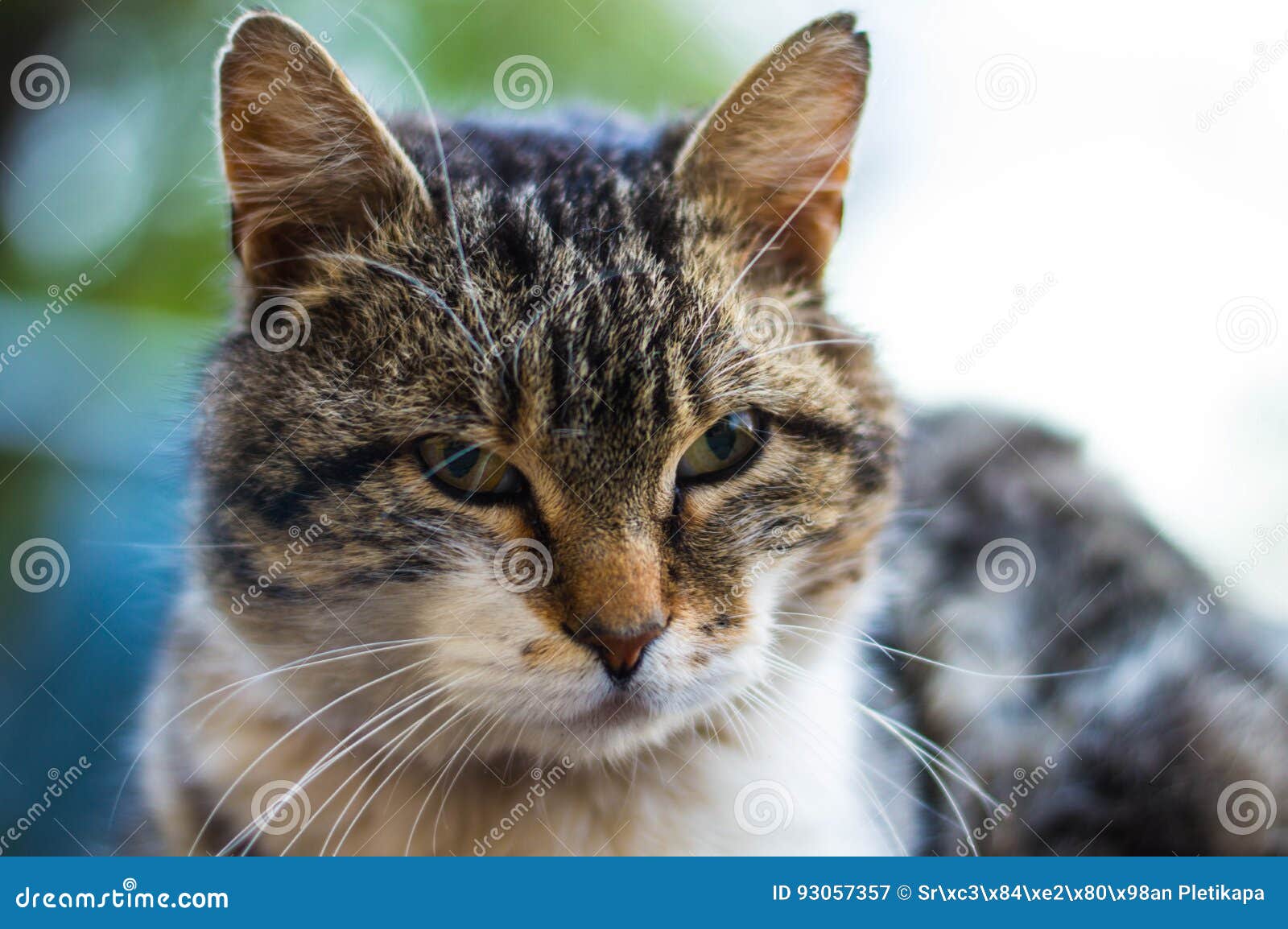 The Cat Close Up Photography Stock Image - Image of nose, bokeh: 93057357