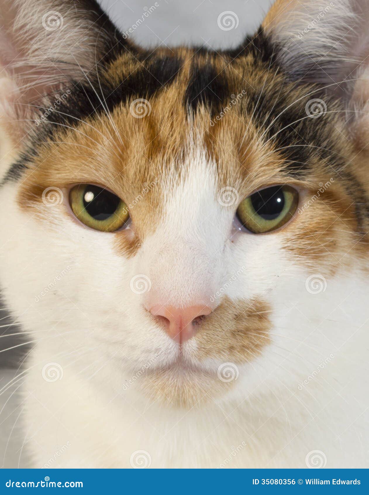 Cat portrait stock photo. Image of calico, love, feline - 35080356